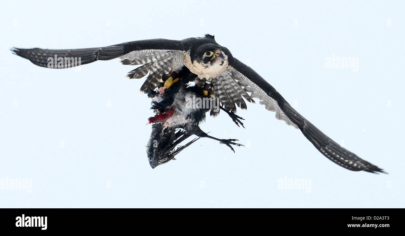 FILE - A file photo dated 14 December 2012 shows a Peregrine Falcon ...