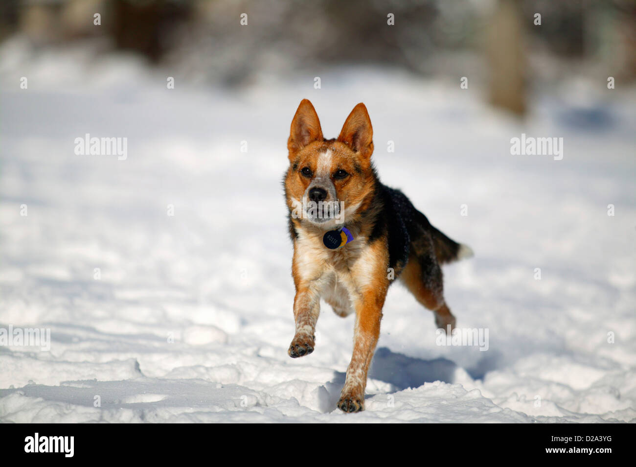 Australian cattle dog running in hi-res stock photography and images ...