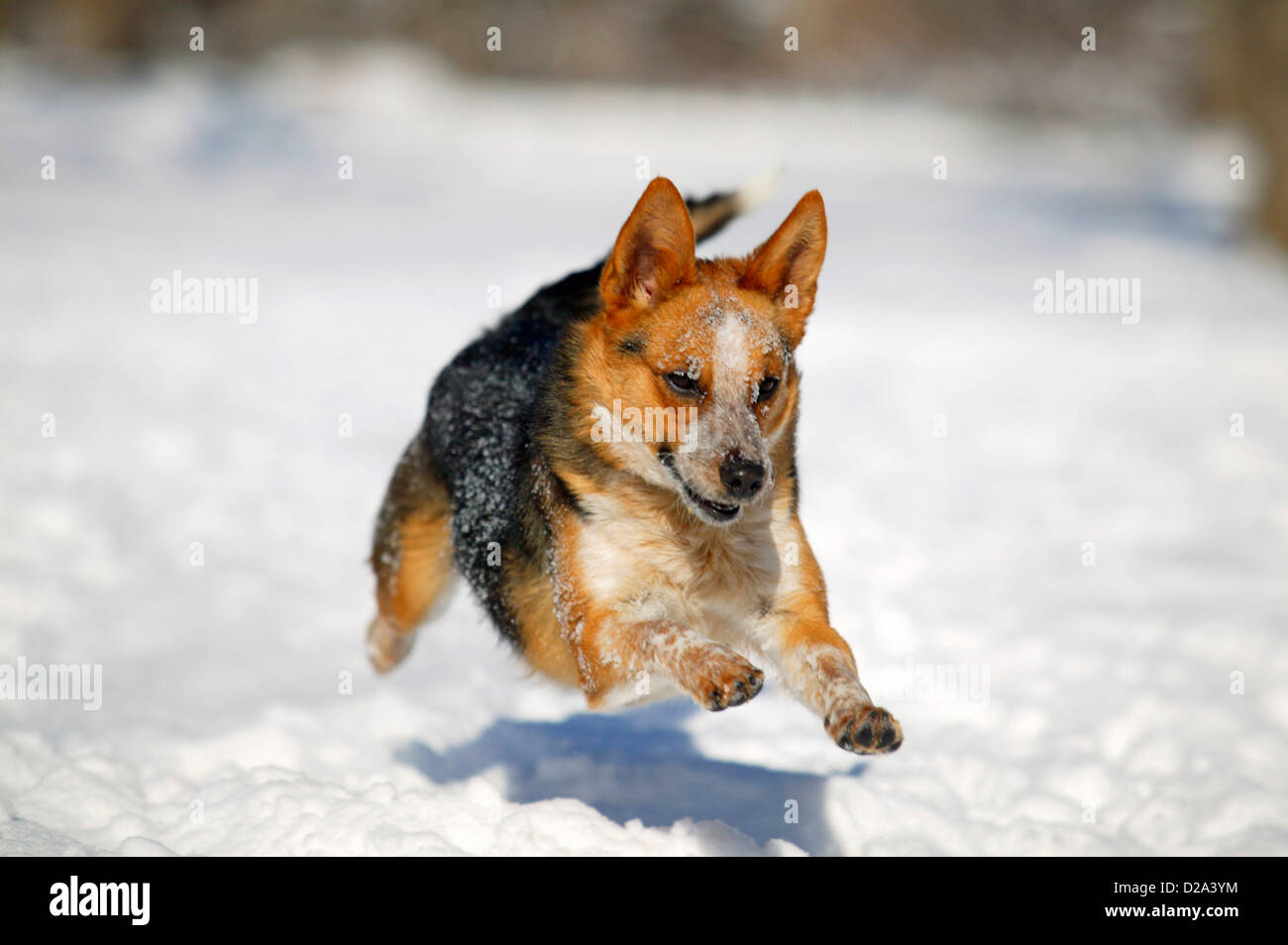 Australian cattle dog running in hi-res stock photography and images ...