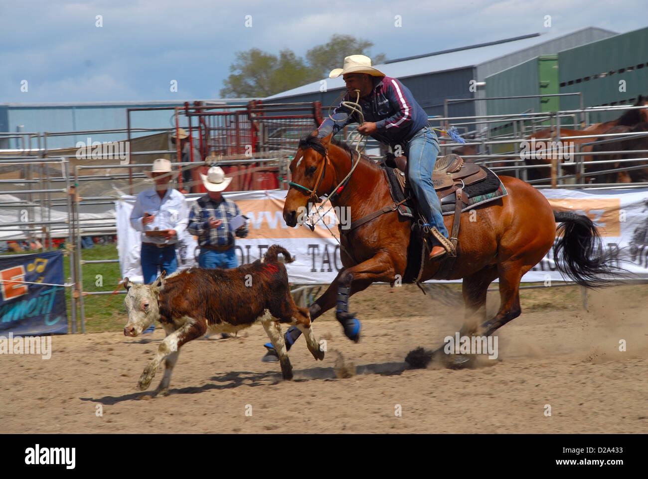 Calf roping hi-res stock photography and images - Alamy