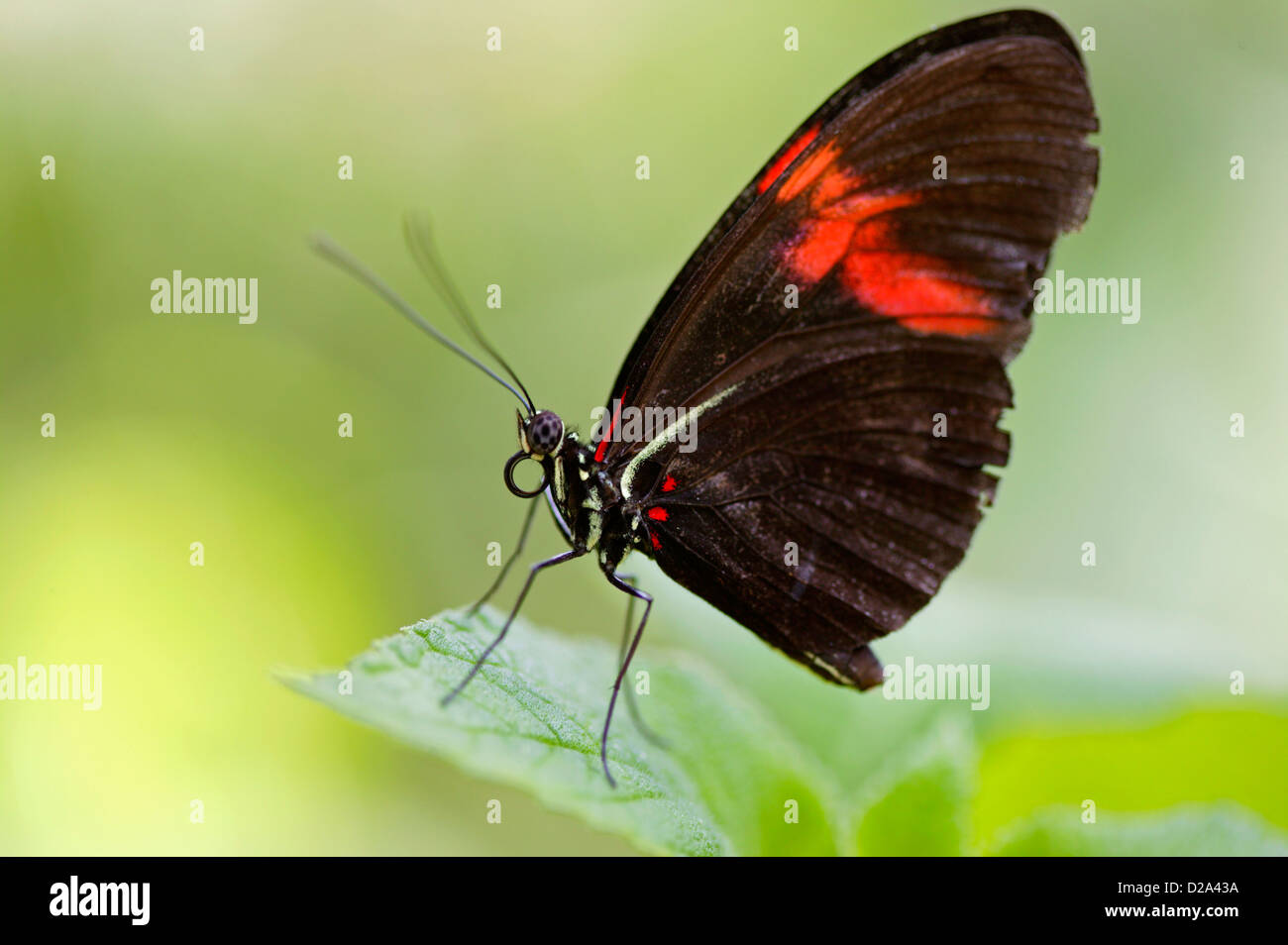 Longwing butterflies hi-res stock photography and images - Alamy