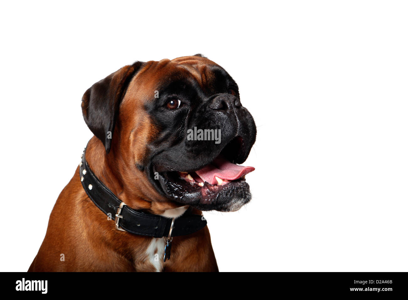 Studio portrait of a large male Boxer isolated on a white background ...