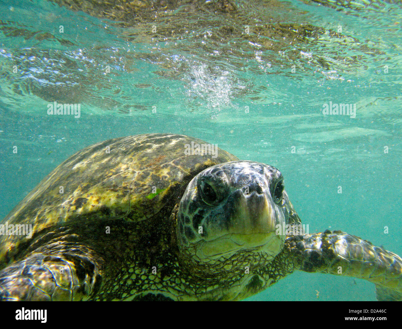 Hawaiian Green Sea Turtle Near The North Shore Of Oahu, Hawaii Stock ...