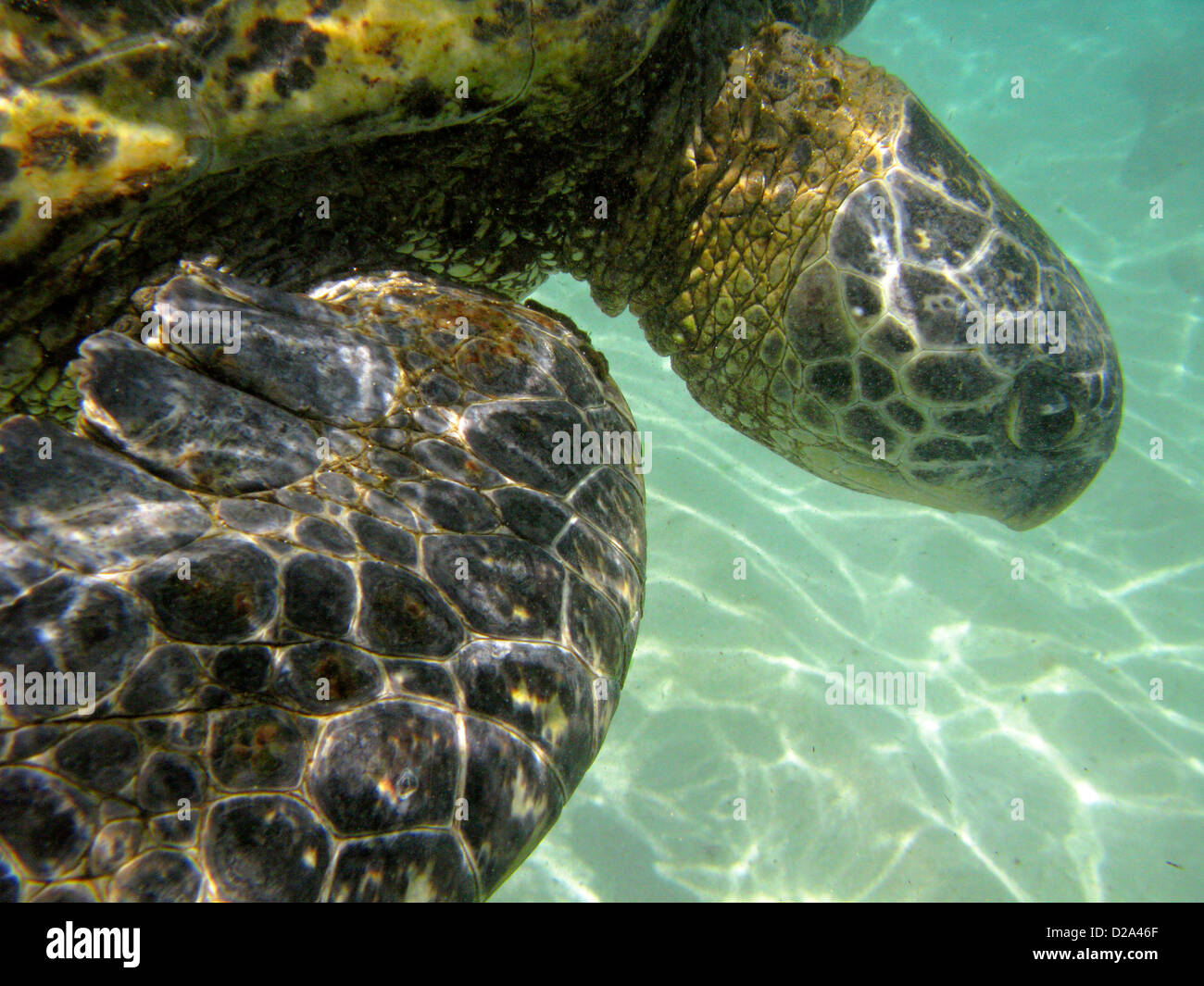 Hawaiian Green Sea Turtle Near The North Shore Of Oahu, Hawaii Stock ...