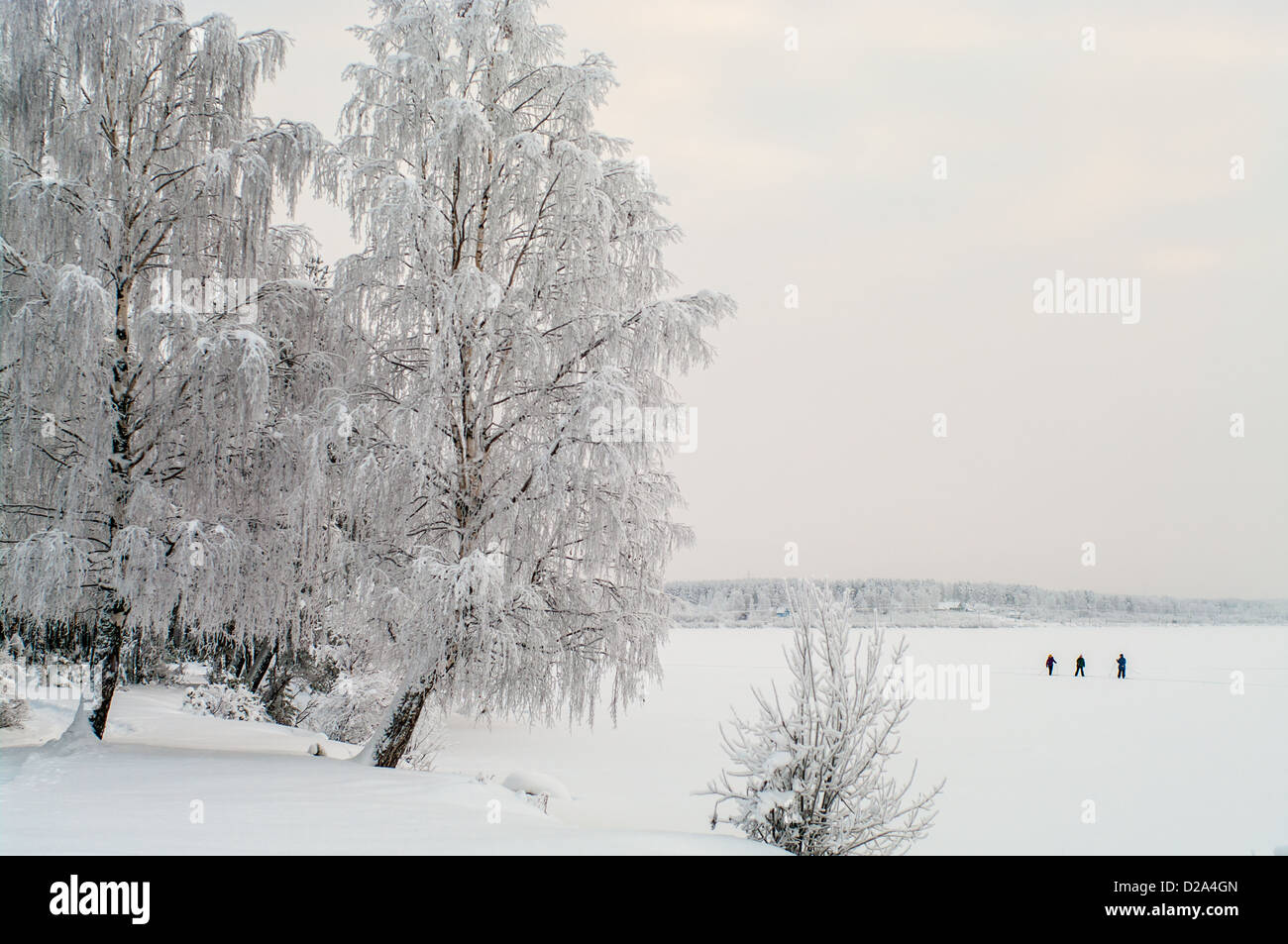 Snow covered white birches and people skiing on lake ice in winter ...