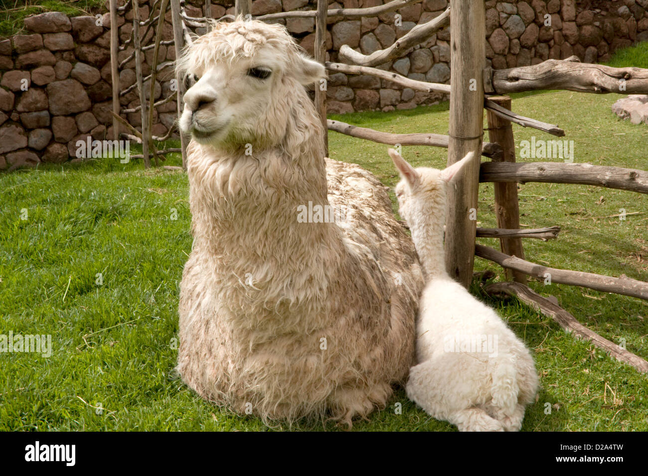 Alpaca baby and mother Stock Photo - Alamy