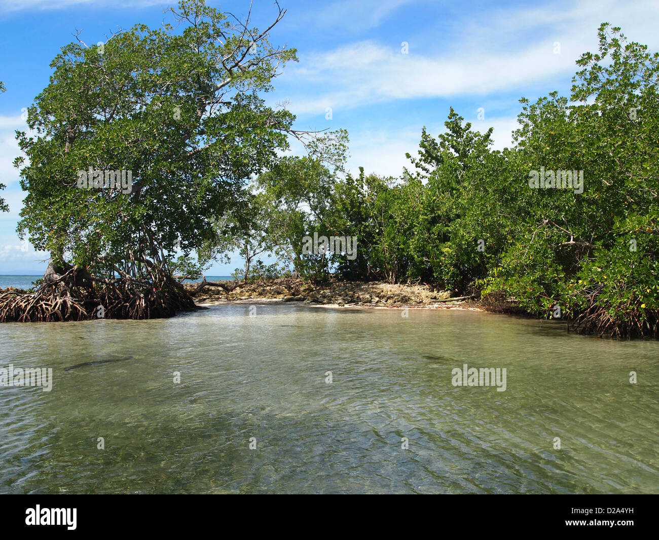 Trees at calm cove Stock Photo - Alamy