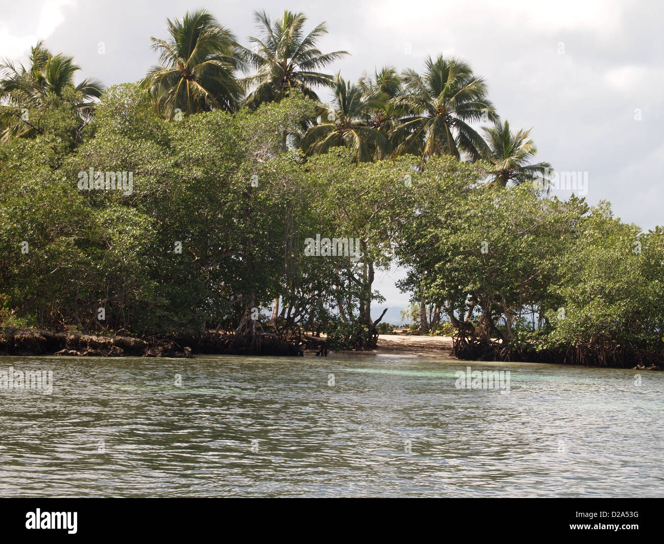 Trees and palms at seaside Stock Photo - Alamy