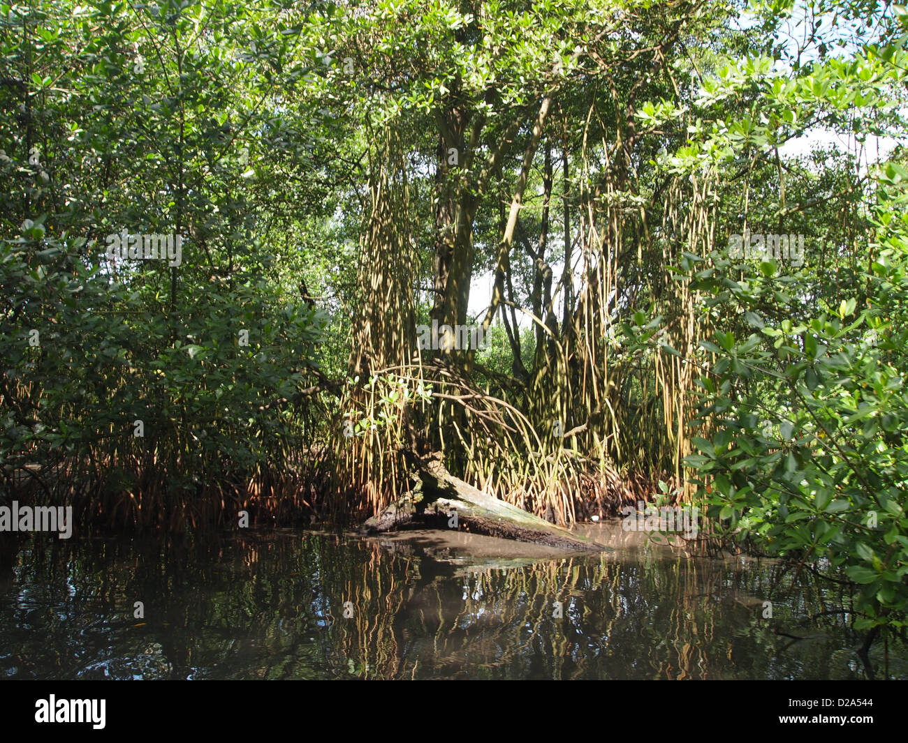 Lots of air roots Stock Photo - Alamy