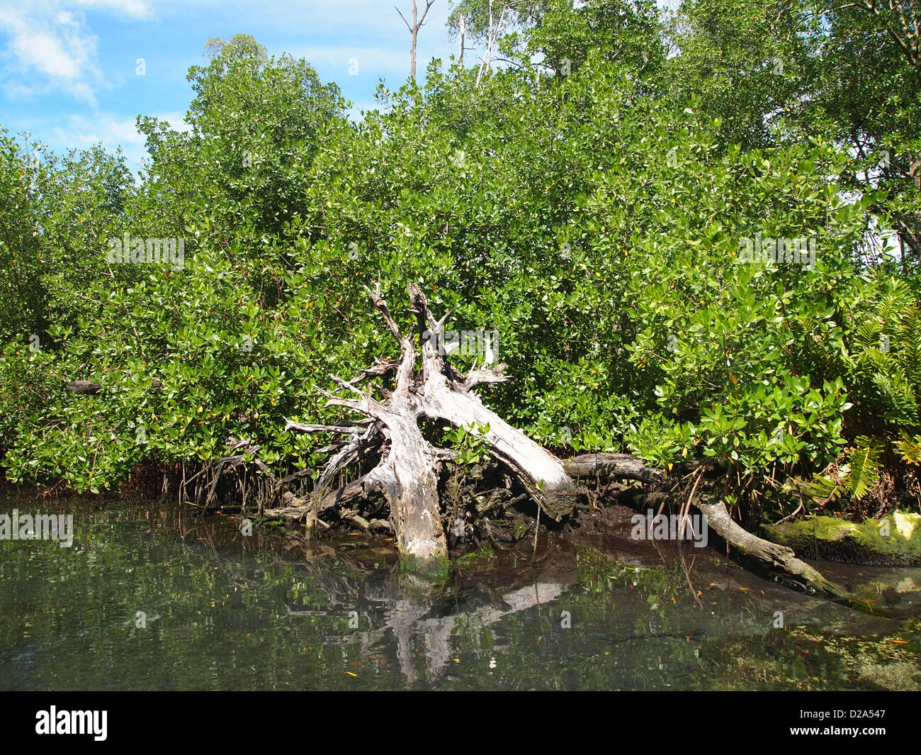 Bushes and trunks at riverside Stock Photo - Alamy