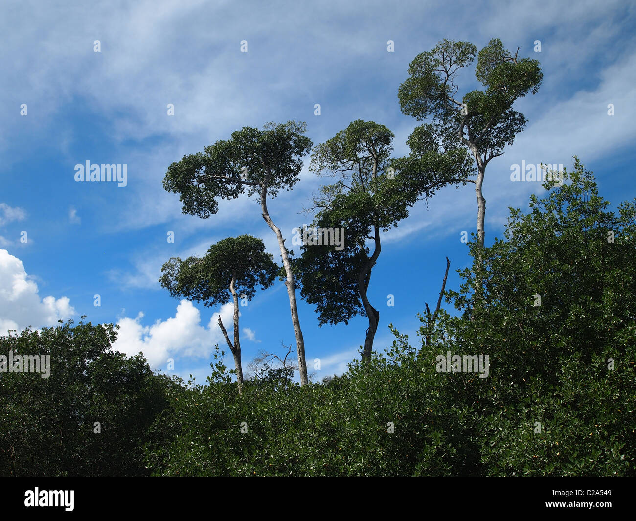 Nice trees are surrounded by bushes Stock Photo - Alamy