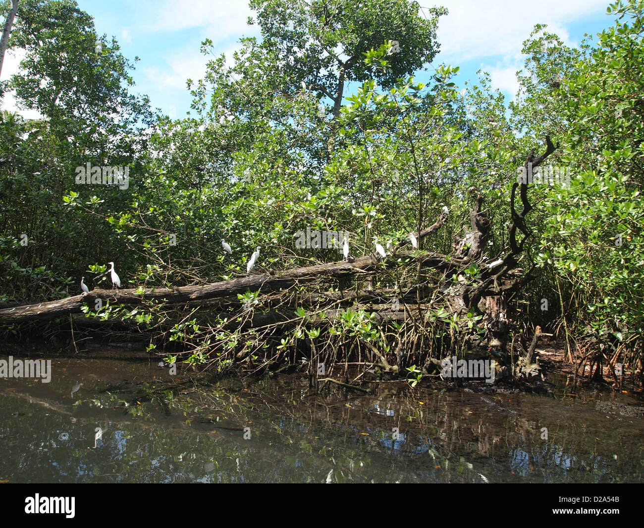 Birds on trees at riverside Stock Photo - Alamy