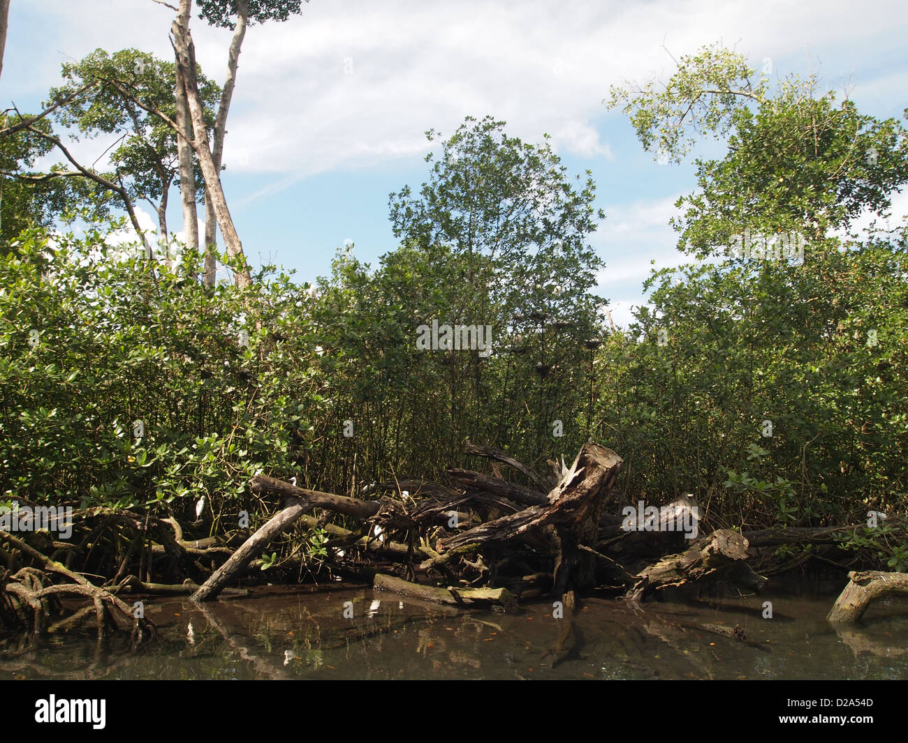 Mangrove logs hi-res stock photography and images - Alamy