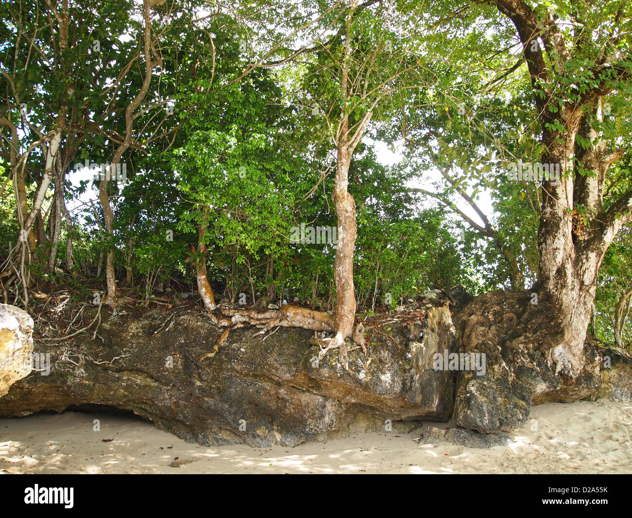 An interesting tree Stock Photo - Alamy