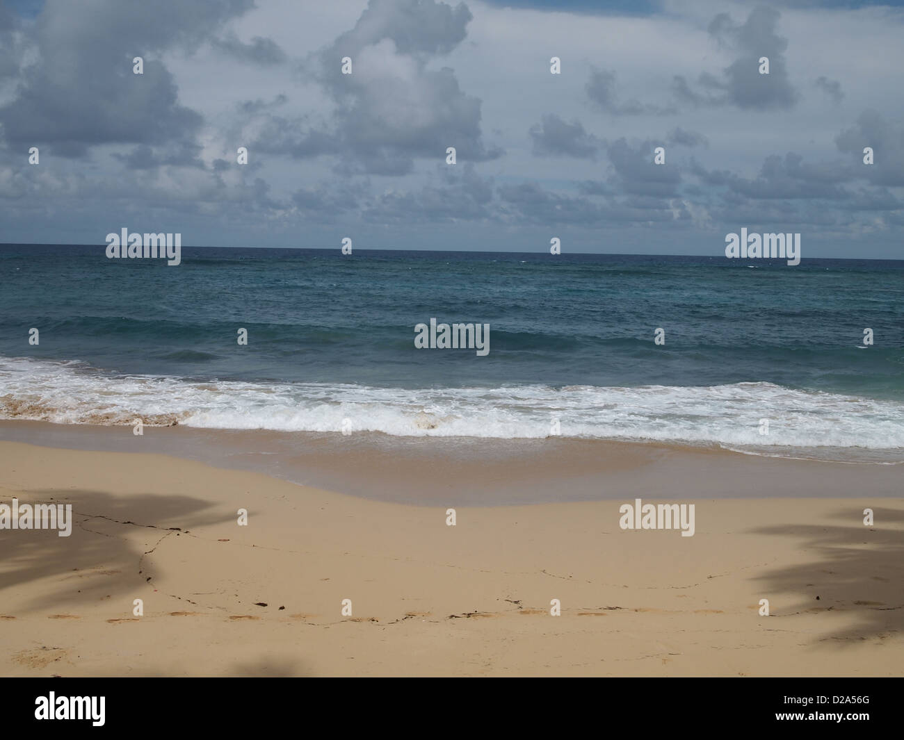 Lonely tall coconut tree hi-res stock photography and images - Alamy