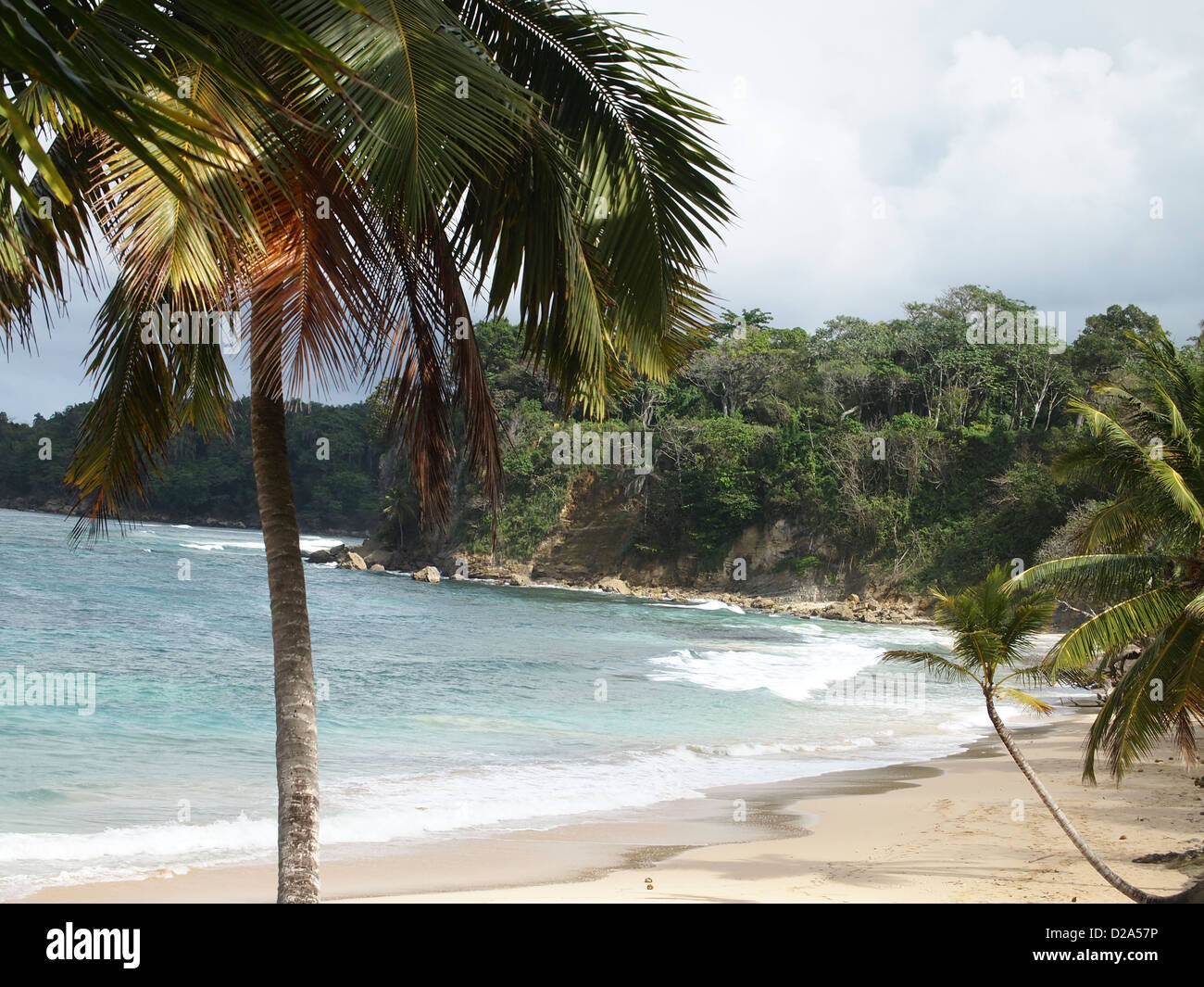 An interesting palm tree in a bay Stock Photo - Alamy