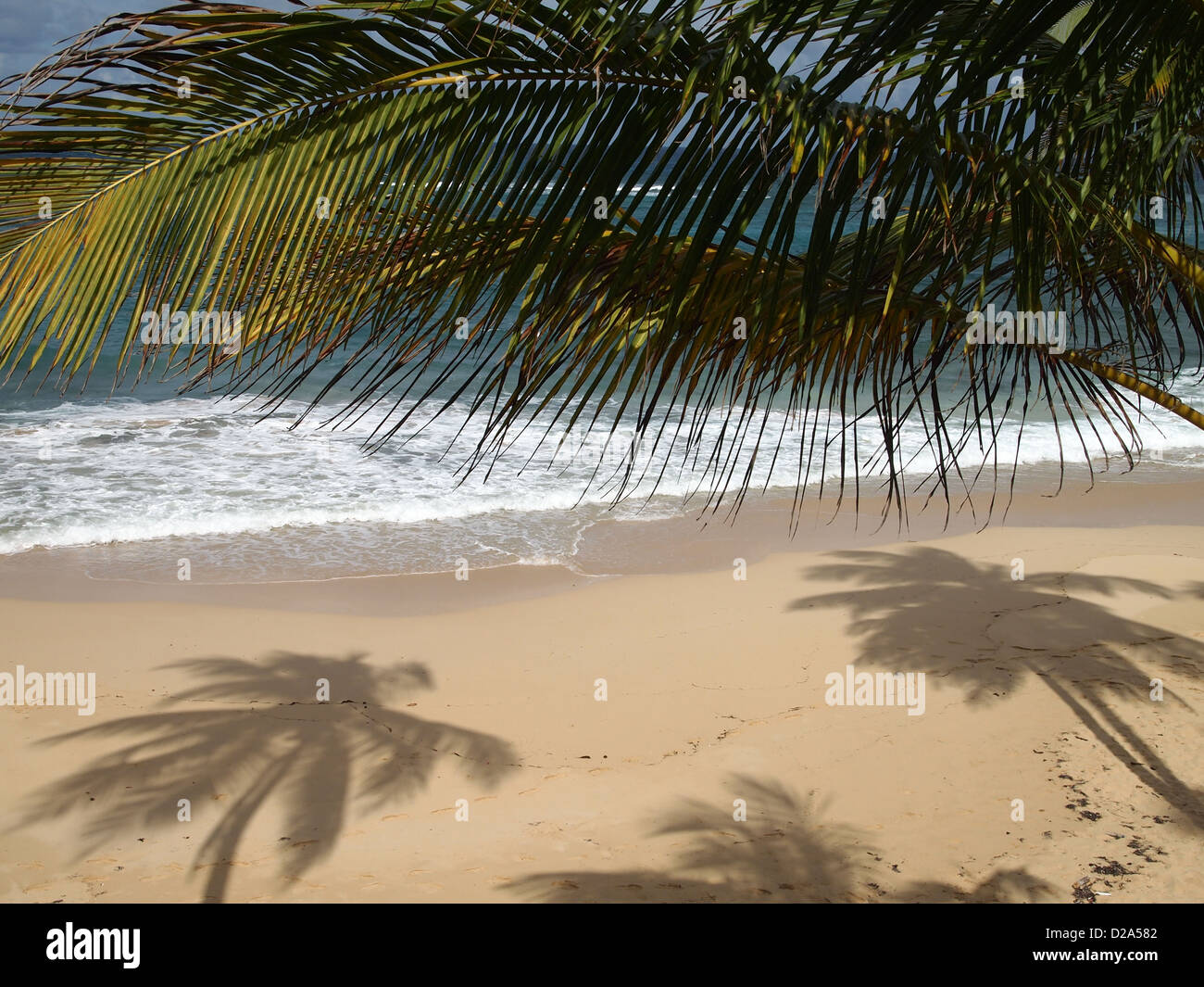 Shades of palm trees on a sand Stock Photo - Alamy