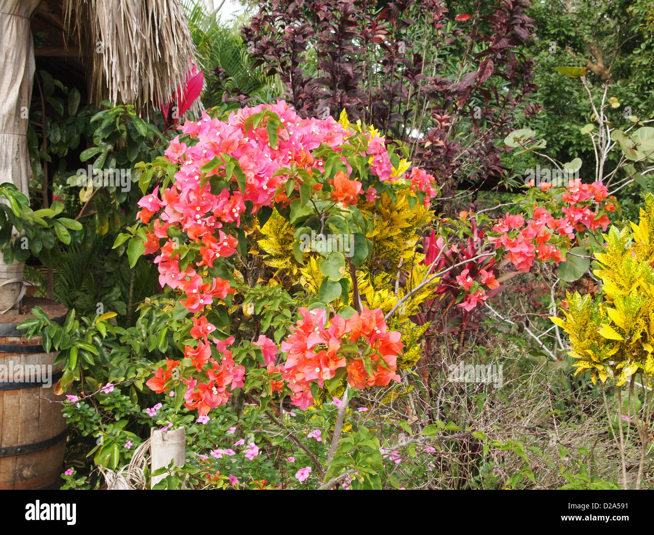 Lots of colorful bushes Stock Photo - Alamy