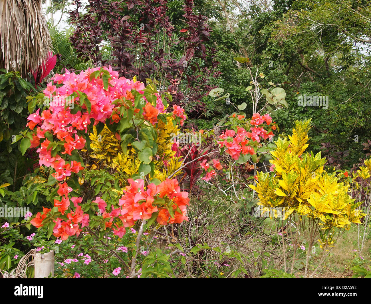 Very colorful bushes Stock Photo - Alamy
