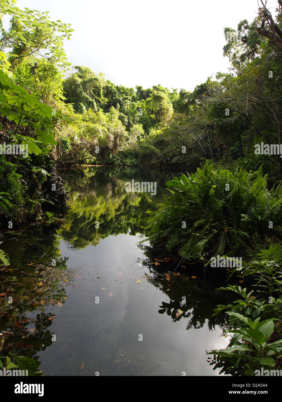 Reflection of trees in a lake Stock Photo - Alamy