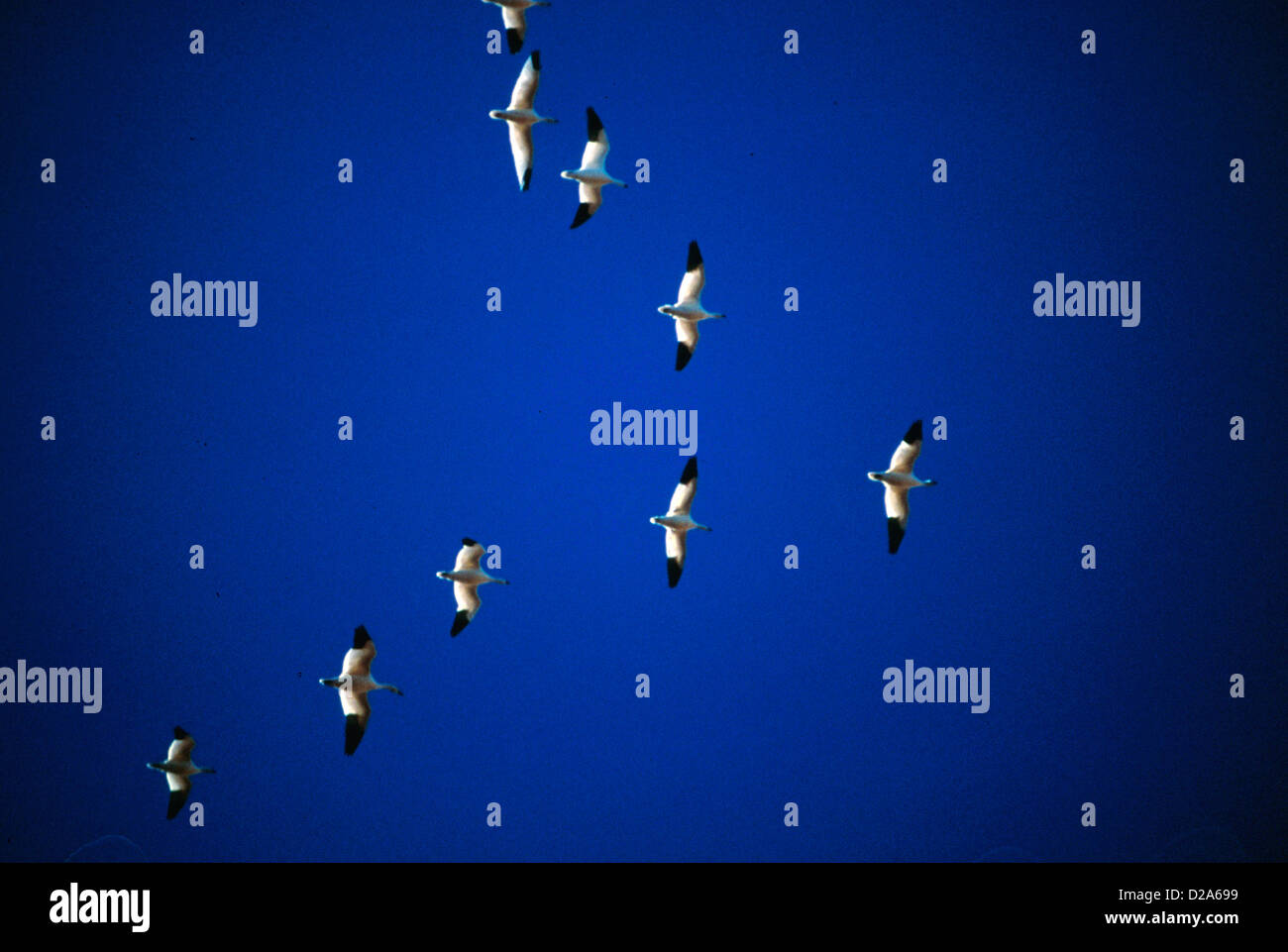 Birds swans flying in v formation hi-res stock photography and images ...