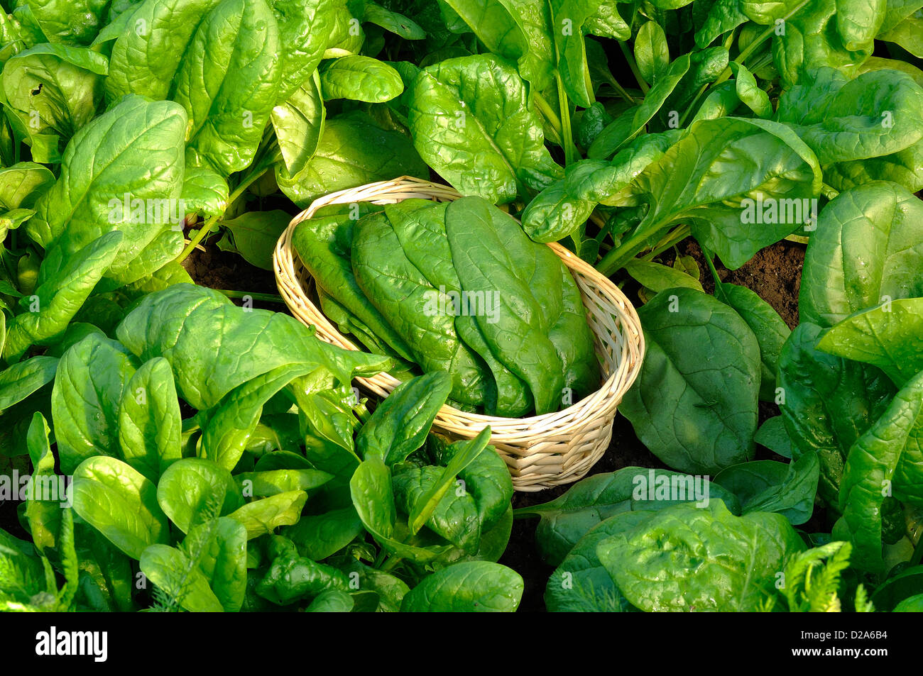 Variety spinach plant hi-res stock photography and images - Alamy