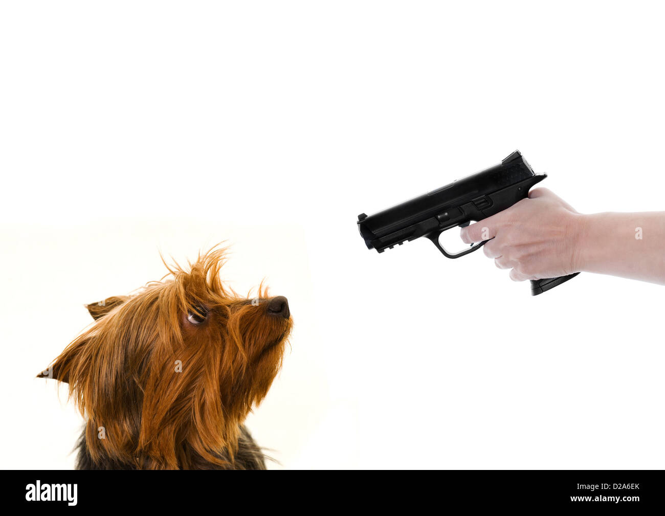 Gun pointed at dog hi-res stock photography and images - Alamy