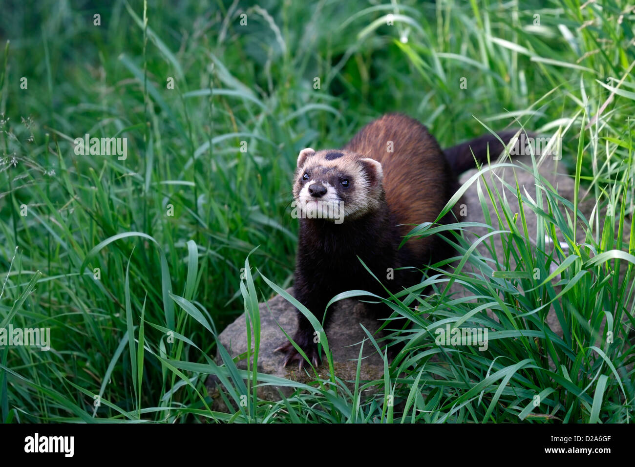 A European Polecat, also known as a Forest or Black Polecat Stock Photo ...
