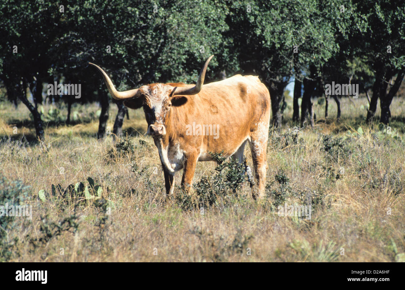 Texas longhorn cattle agriculture farm animals cattle cows landscape ...