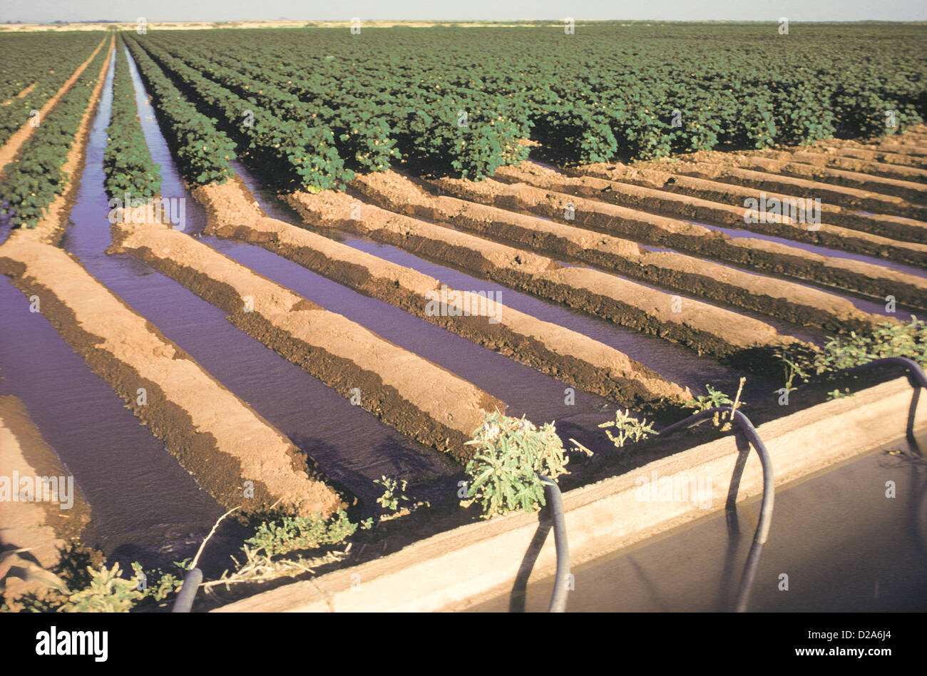 Cotton irrigation hi-res stock photography and images - Alamy