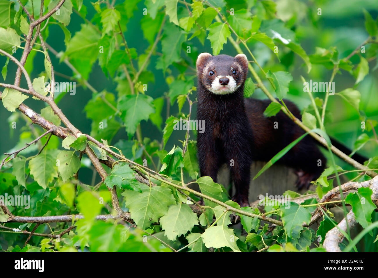 A European Polecat, also known as a Forest or Black Polecat Stock Photo ...