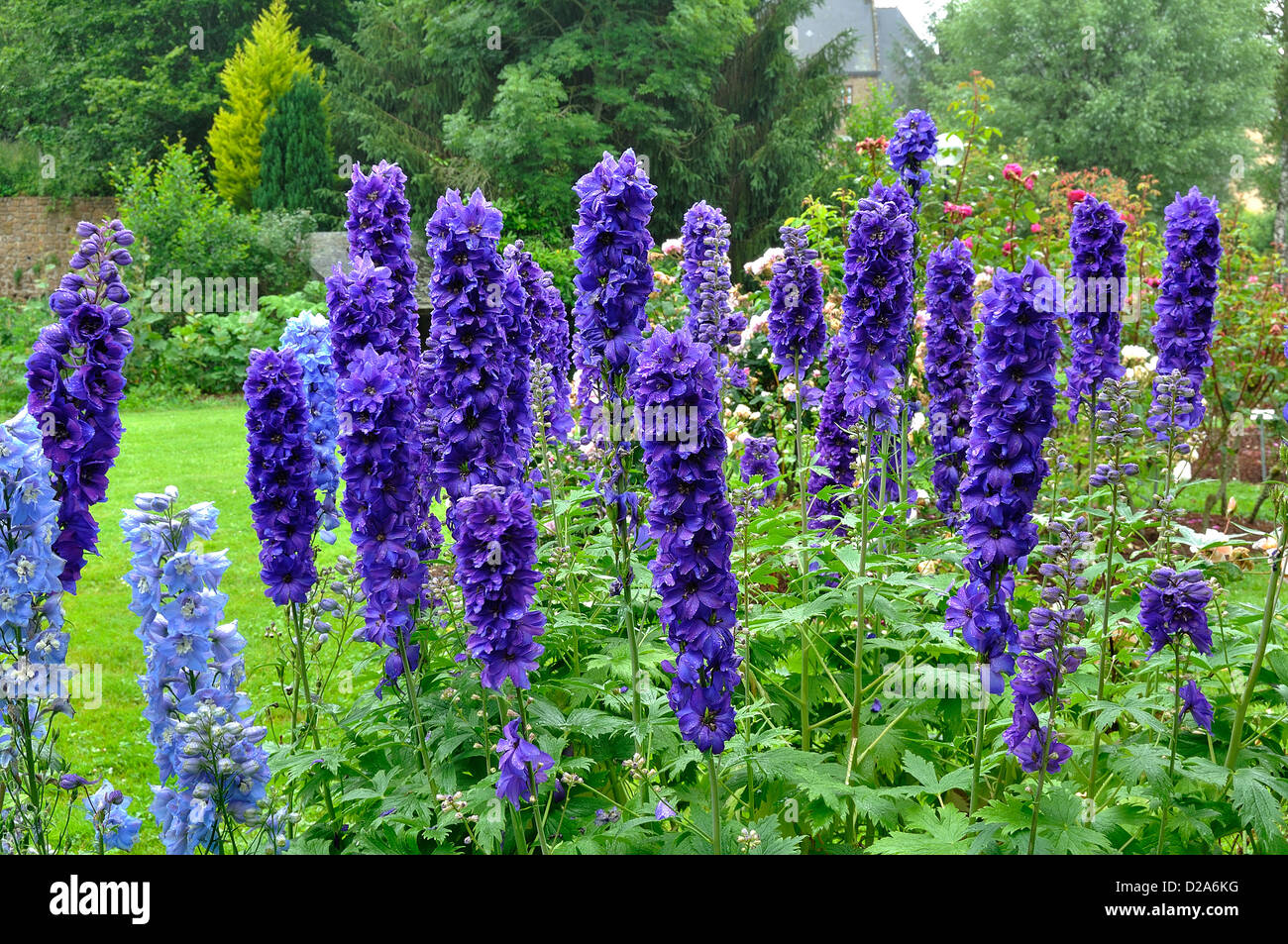 Delphinium Pacific Giant