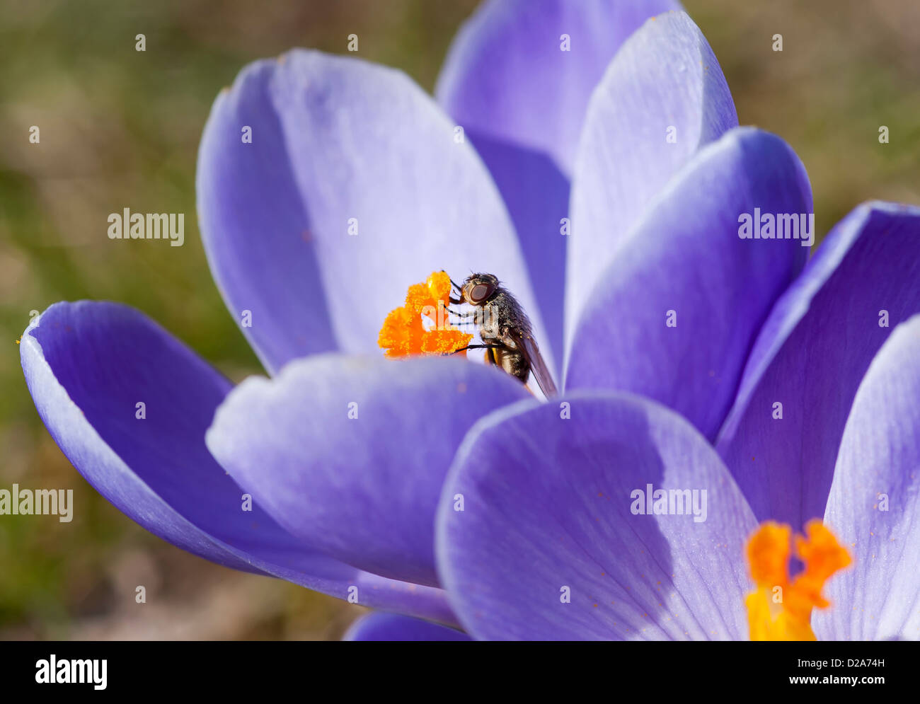 Crawling fly hi-res stock photography and images - Alamy