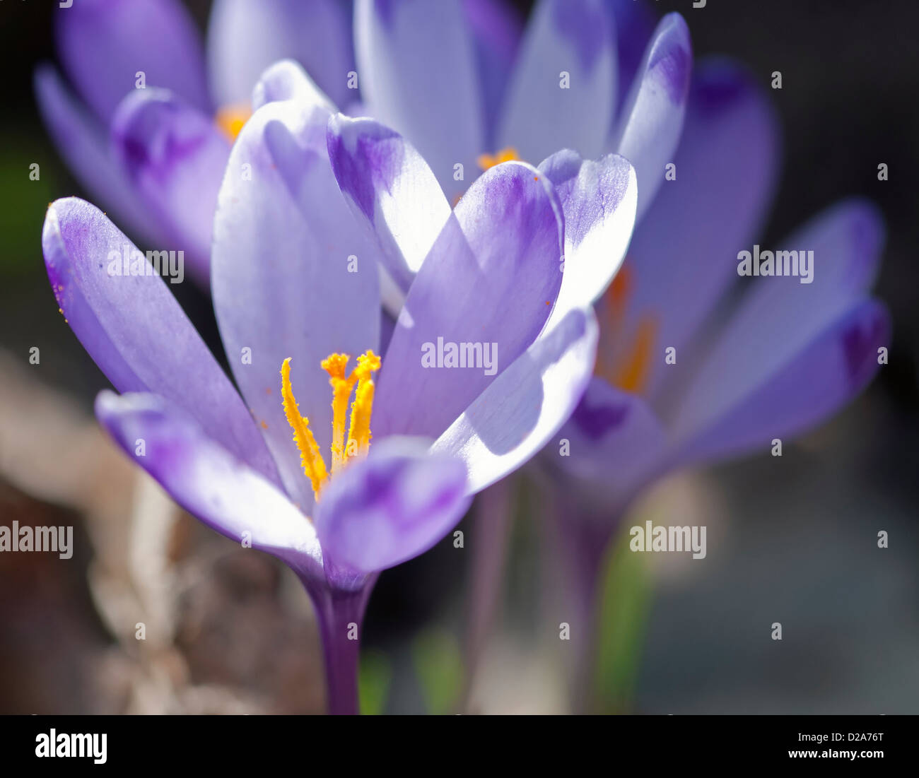 Purple crocus flowers in spring. Crocus heuffelianus Stock Photo - Alamy