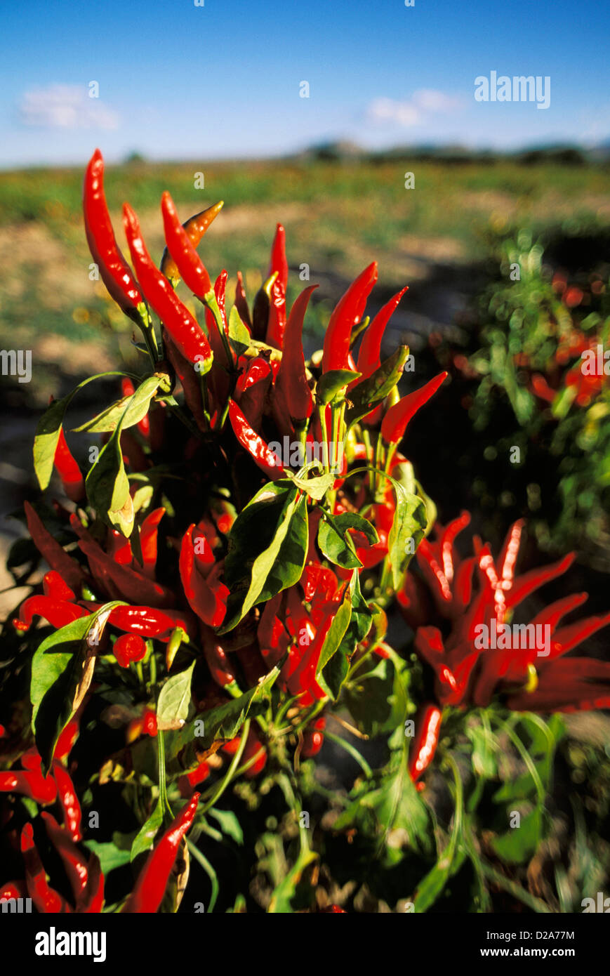 New Mexico. Hatch. Chili Pepper Plant Stock Photo - Alamy