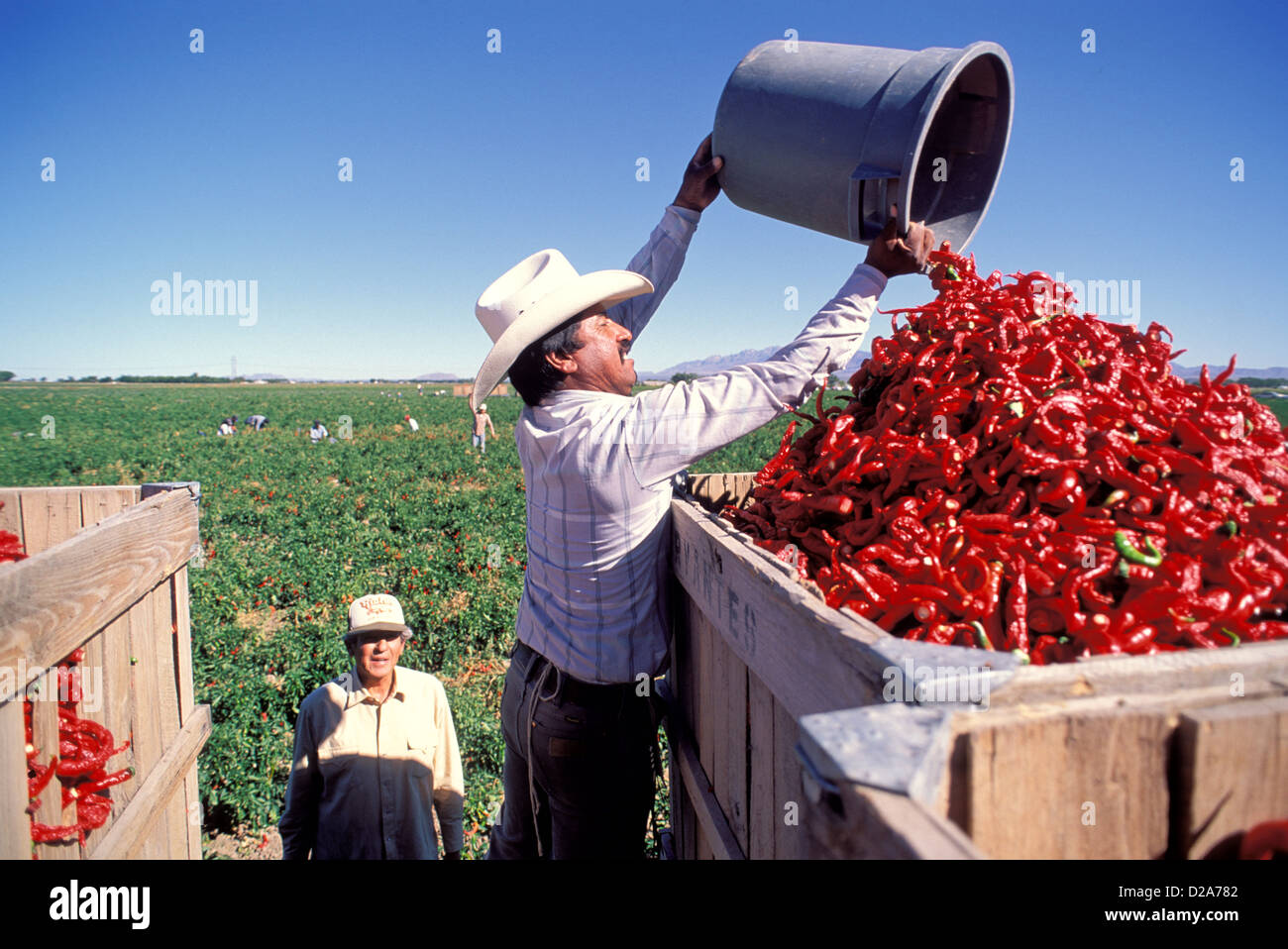 New Mexico, Chili Pepper Farmer Stock Photo - Alamy