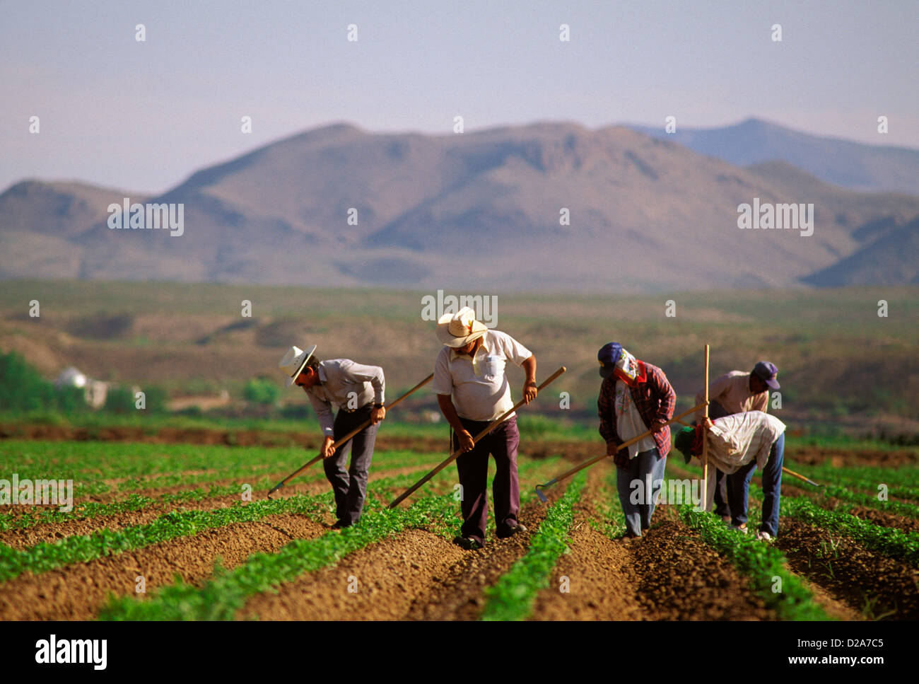 New Mexico. Workers Thinning Chili Field Stock Photo - Alamy