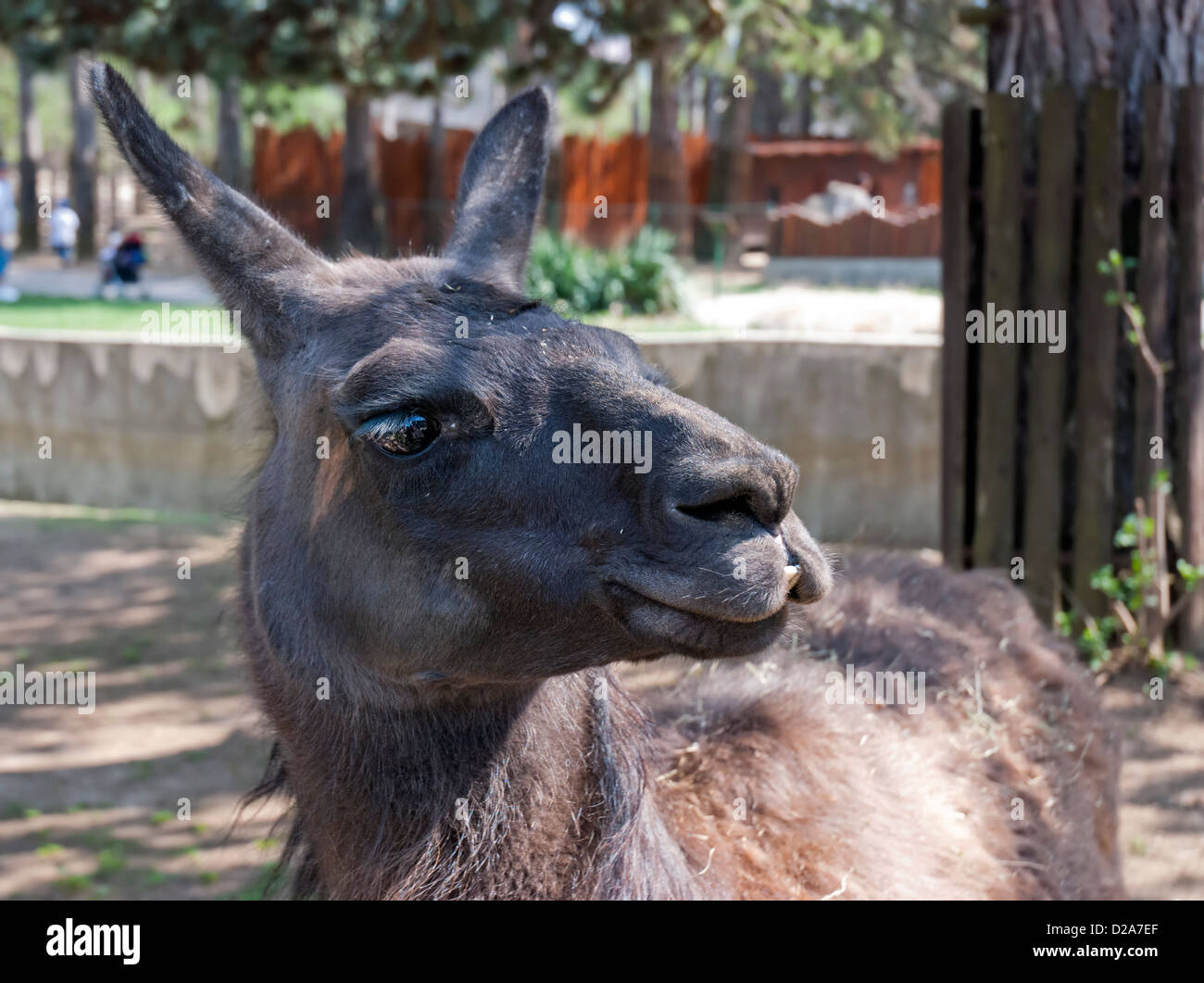 Llama (lama glama) in zoo Bojnice, Slovakia Stock Photo - Alamy