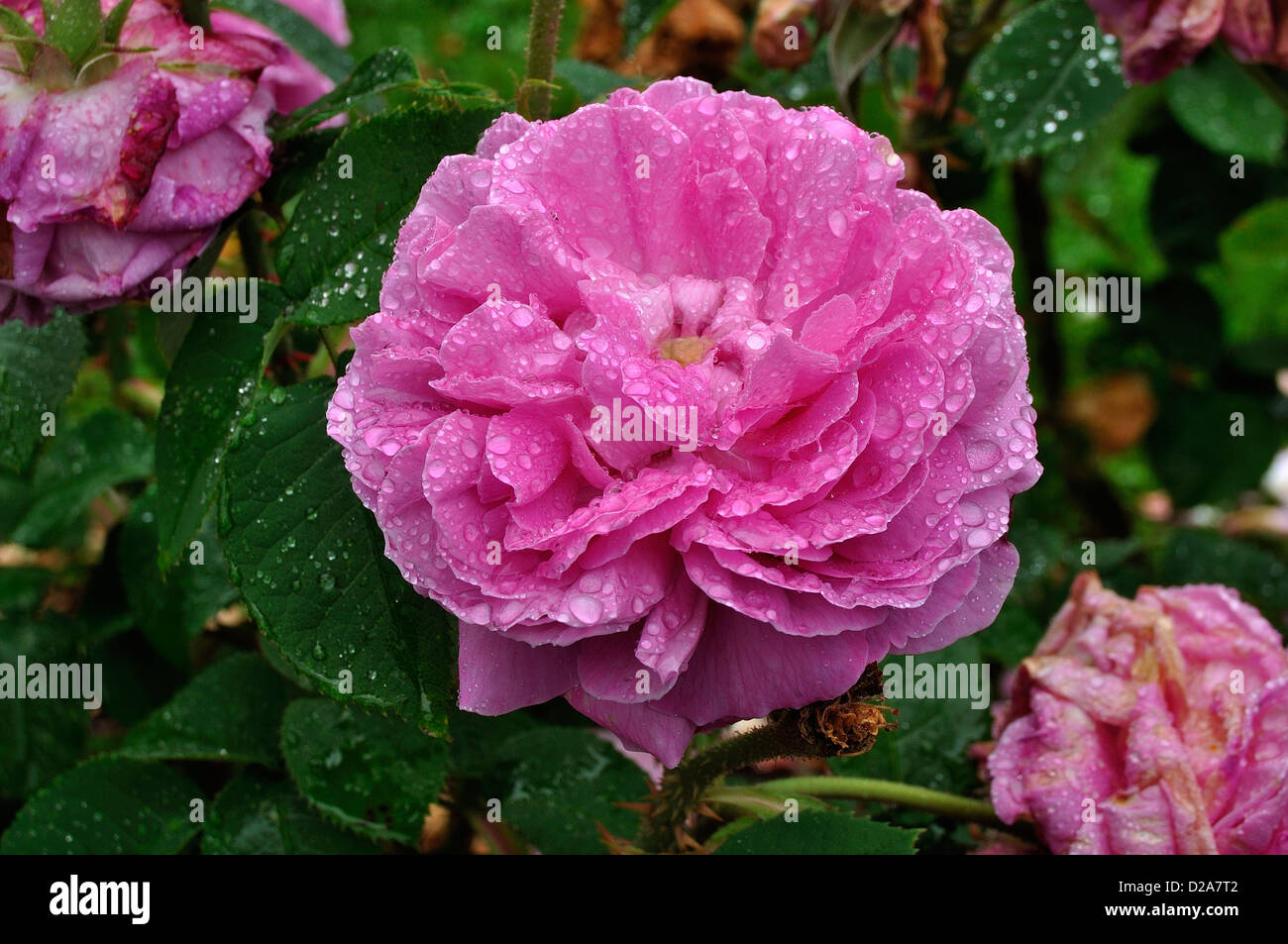 June rose flower hi-res stock photography and images - Alamy