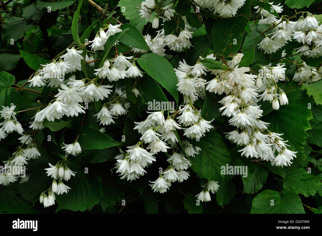 Deutzia in bloom in a garden (Deutzia sp), in june Stock Photo - Alamy