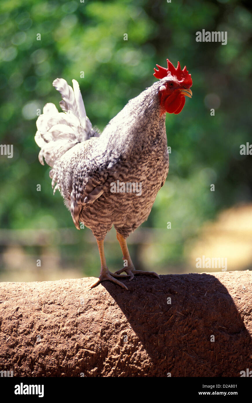 Rooster On Log Stock Photo - Alamy