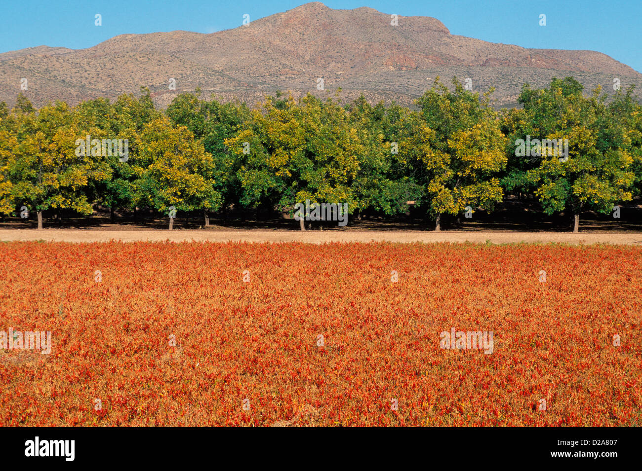 New Mexico, Hatch, Chili Pepper Field Stock Photo - Alamy