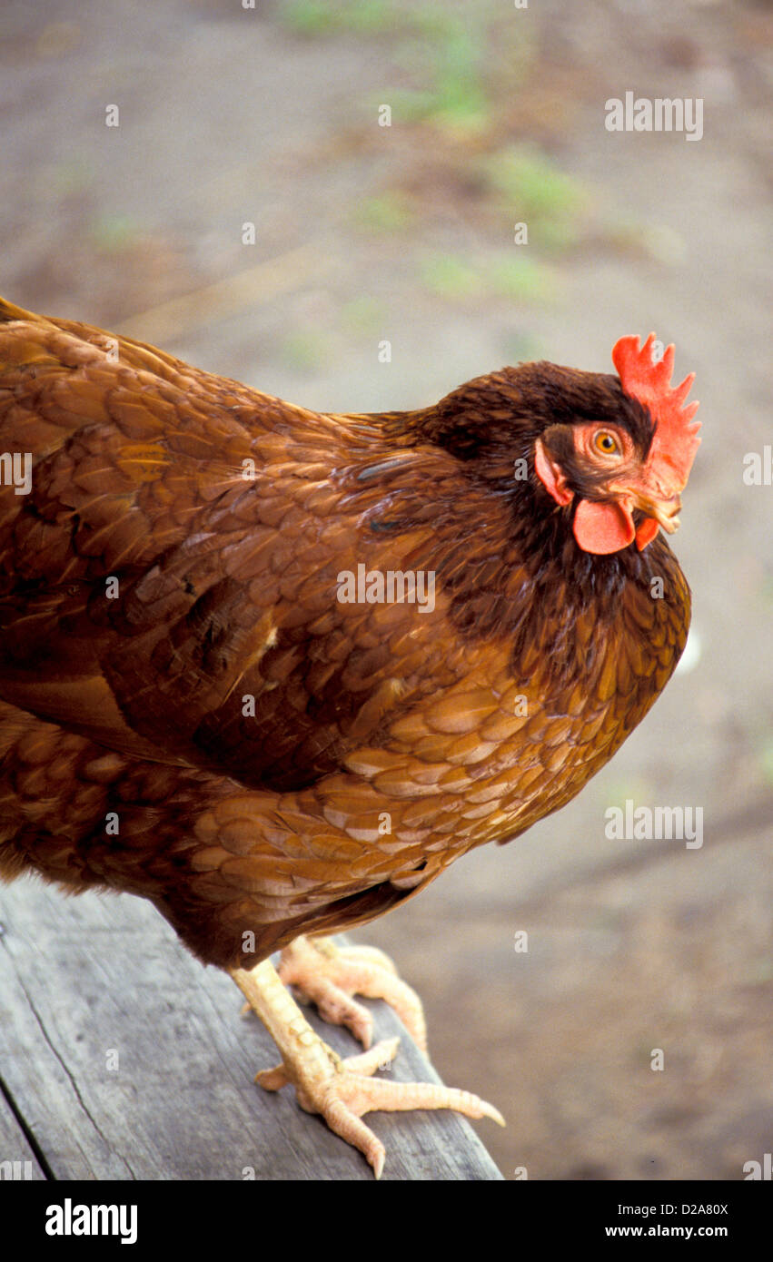 Chicken agriculture farm animals poultry portrait black and white hi ...