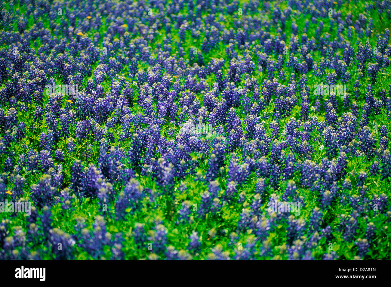Texas, Hill Country, Blue Bonnets Stock Photo - Alamy