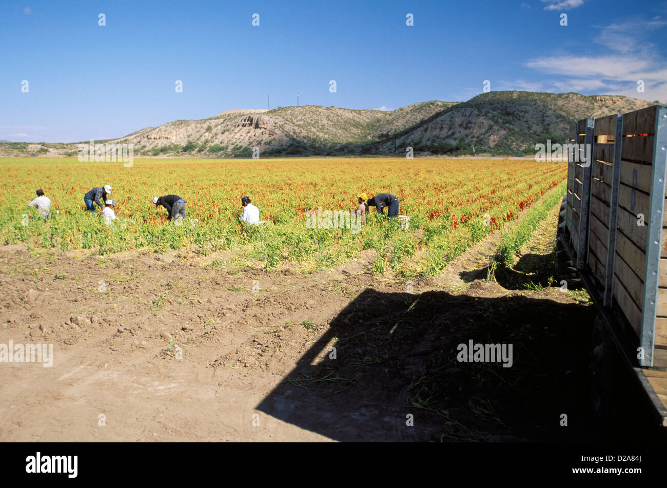 Harvest workers hi-res stock photography and images - Alamy
