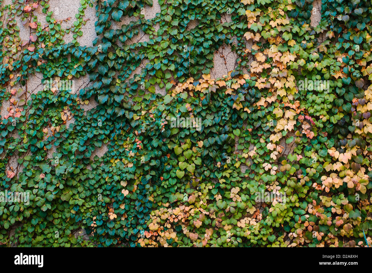 Lush grapevine hi-res stock photography and images - Alamy