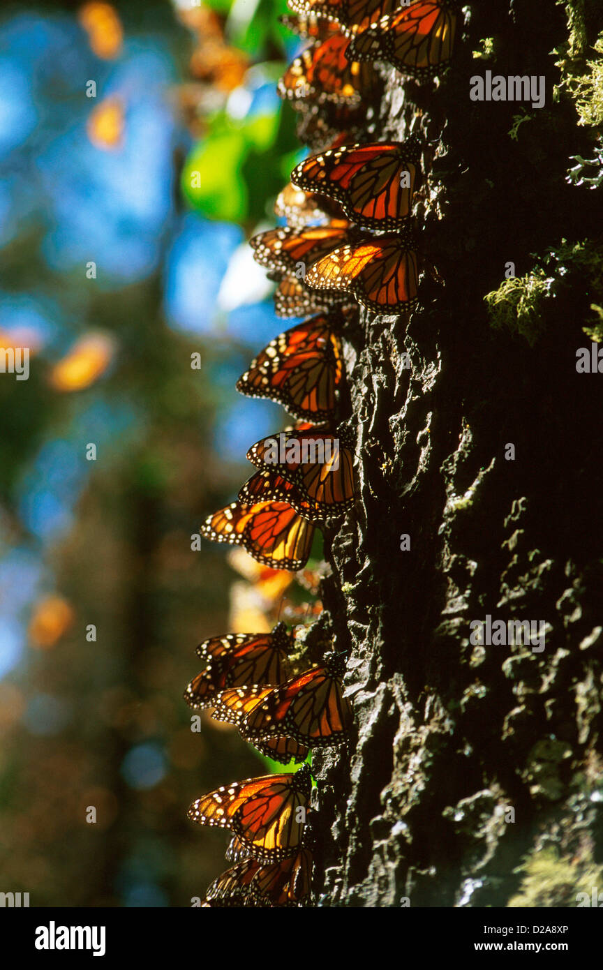 Monarch butterfly on tree trunk hi-res stock photography and images - Alamy