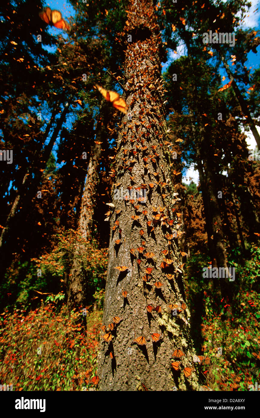 Monarch butterfly on tree trunk hi-res stock photography and images - Alamy