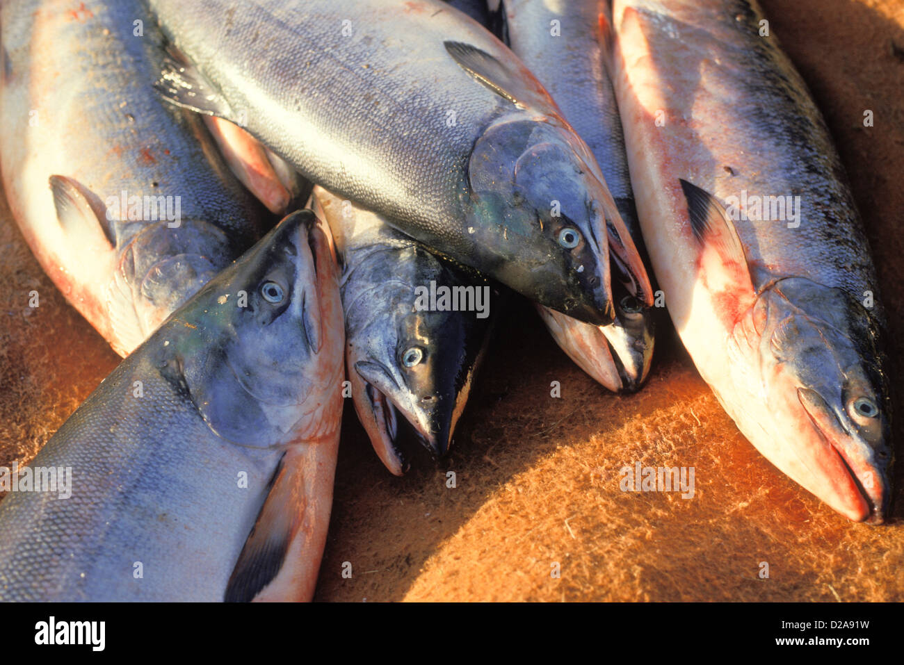 Freshly Caught Fish Stock Photo - Alamy