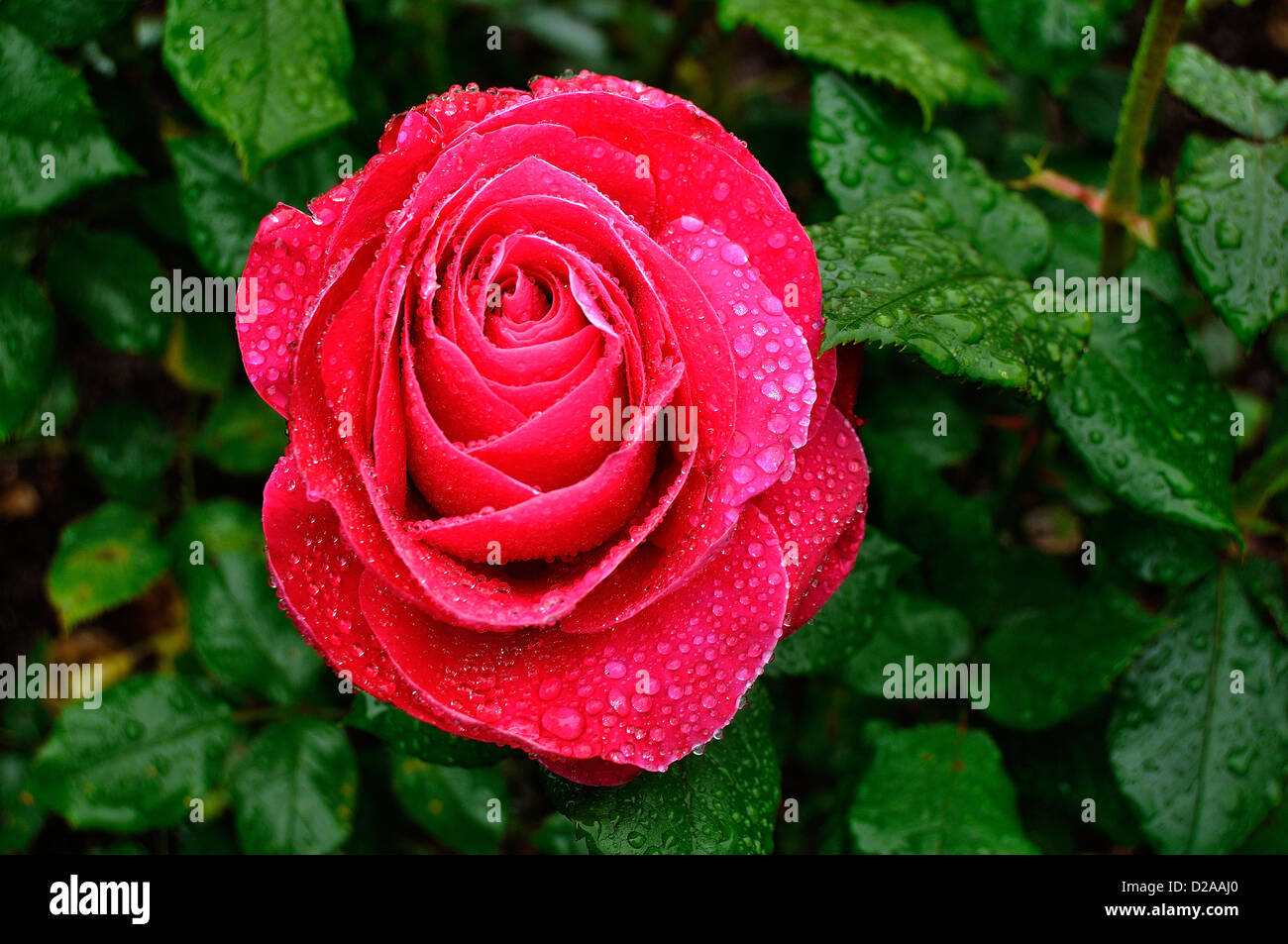 Hybrid tea rose hi-res stock photography and images - Alamy